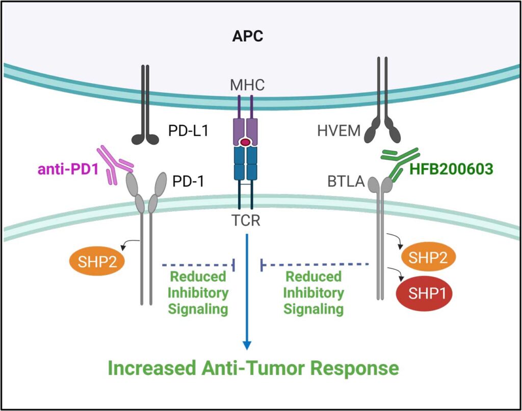 HFB200603 - HiFiBio Therapeutics
