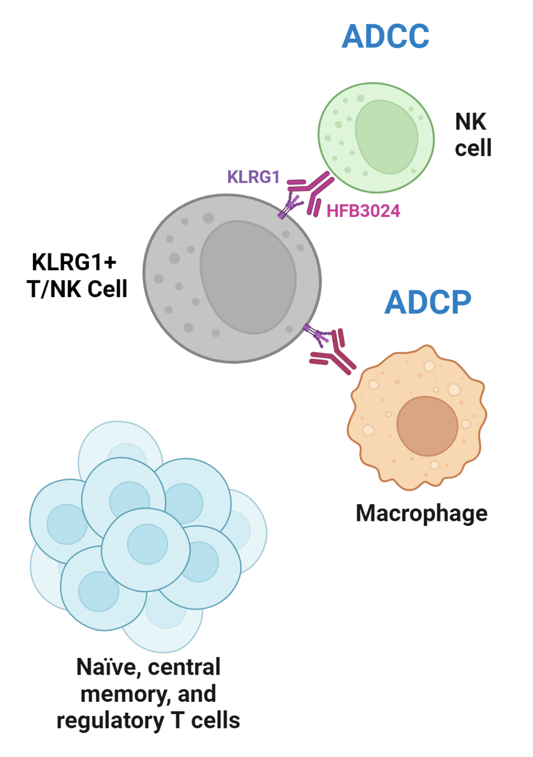 HFB3024 - HiFiBio Therapeutics